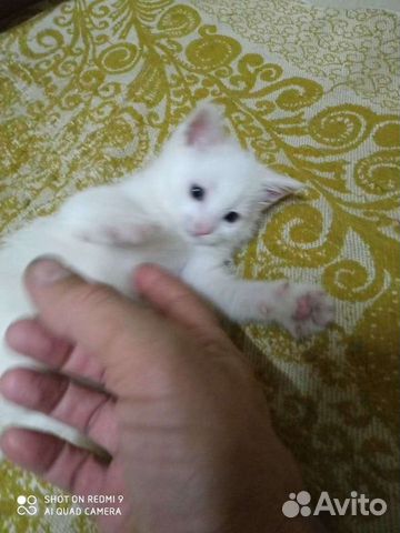 Абсолютно белый котенок