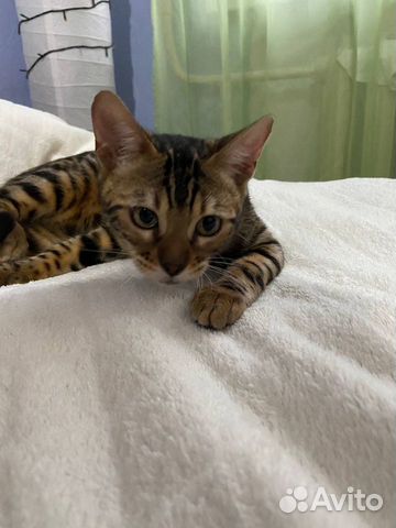Бенгальская кошка