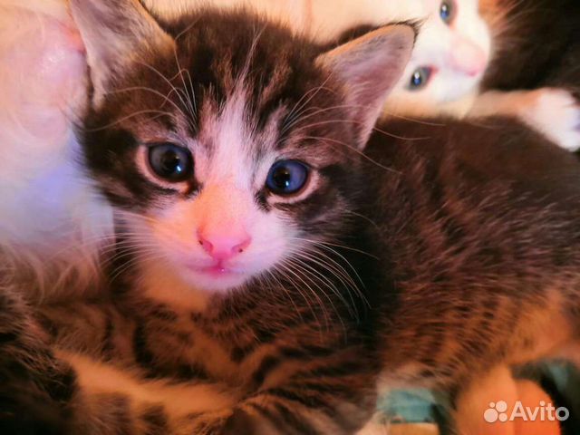 Котята в добрые руки 1 месяц
