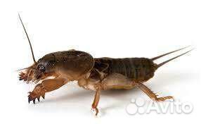 Медведка-капустница