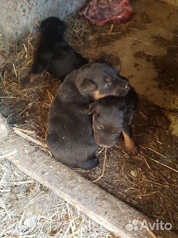 Щенки ягдтерьера