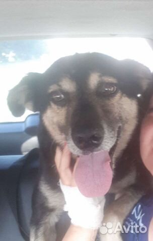 Бобик - идеальный пес С доставкой