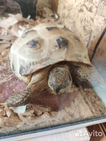 Черепаха сухопутная