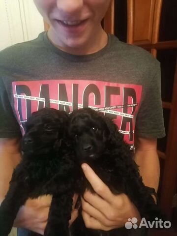 Щенок карликового пуделя