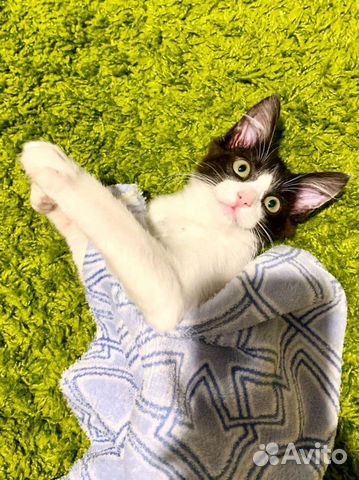 Котик Мирон Ищит Дом
