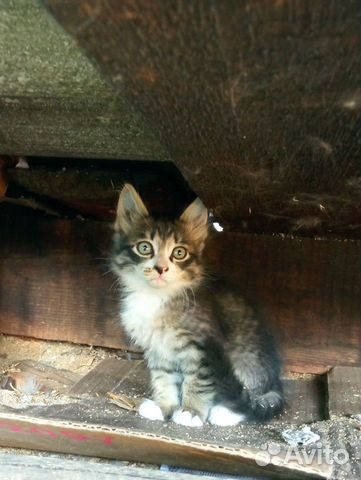 Кошка в дар