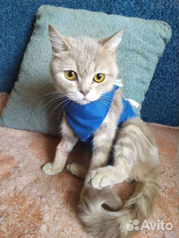 Кошка шотланка