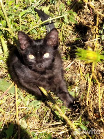 Кошка в дар