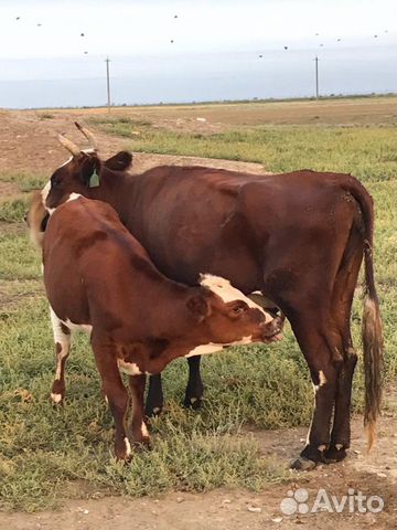 Корова с теленком