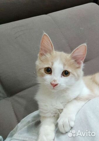 Солнечные котята в добрые руки