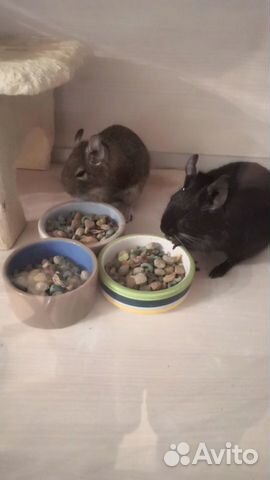 Дегу бесплатно