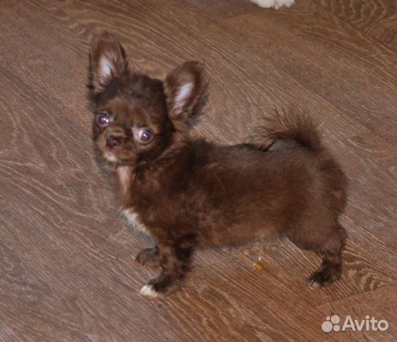 Мальчик чихуахуа