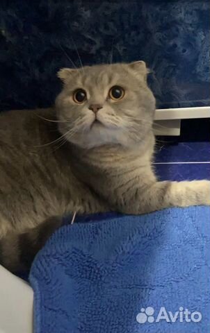 Британский вислоухий