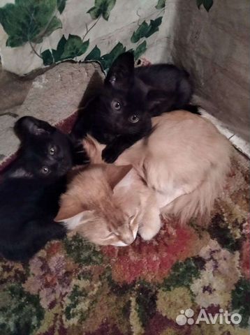 Котята в добрые руки бесплатно