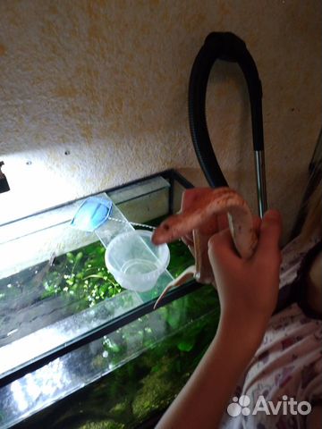 Маисовый полоз мальчик 5 лет