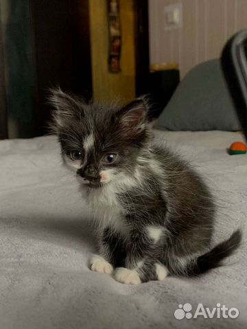 Кошка в дар