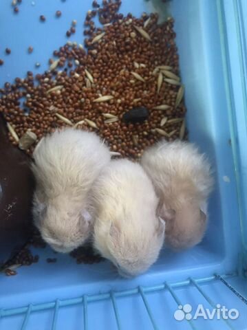 Продам сирийский хомячков