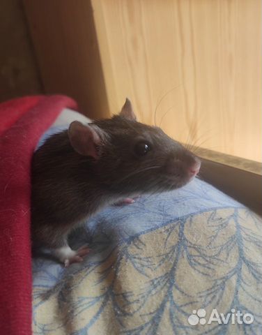 Декоративная крыса-мальчик, взрослый