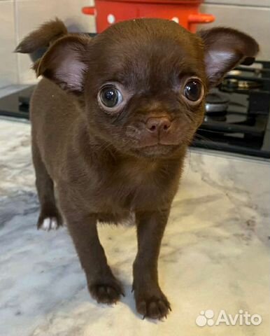 Шоколадная мечта