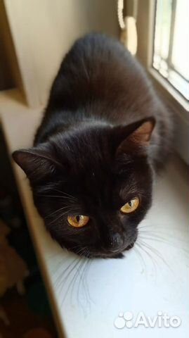 Которебенок в добрые руки бесплатно