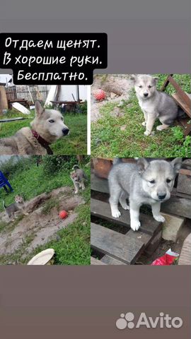 Щеночки бесплатно