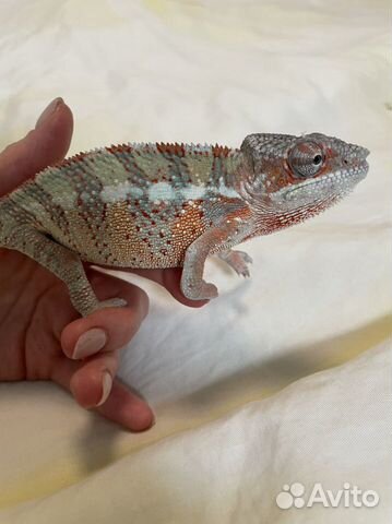 Пантеровый хамелеон