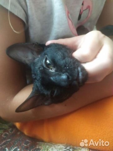 Котик cornish rex д.р.28.05.2021