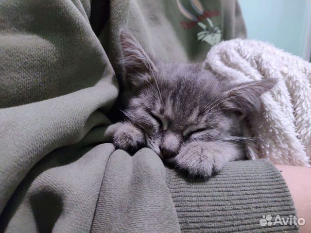 Котенок 1-2 месяца, девочка (не дворняжка)