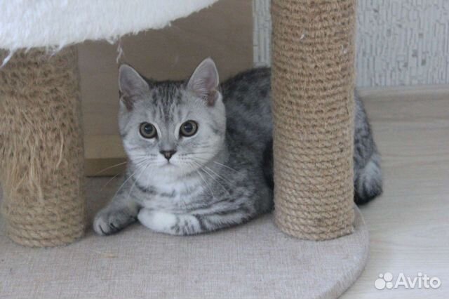 Британский котик