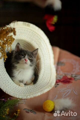 Раздаем Счастье Пушистое