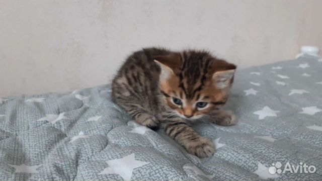 Шотландский котенок прямоухий
