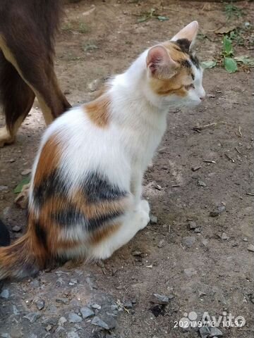 Охотница кошка ищет дом
