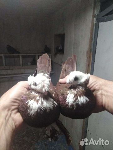 Благодарнинские голуби