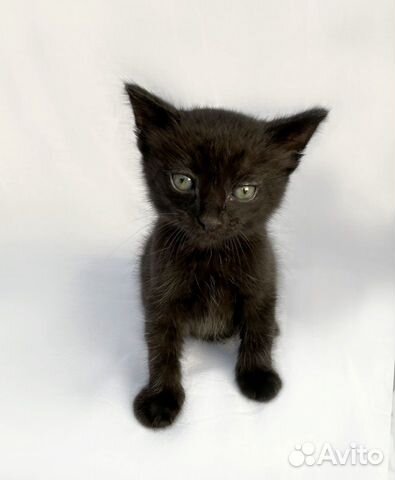 Котенок - брюнет в добрые руки