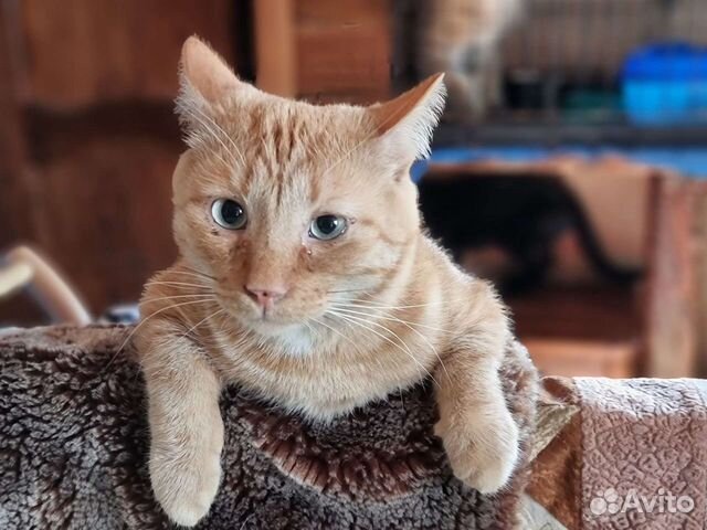 Классный котик Егорка привит и кастрирован
