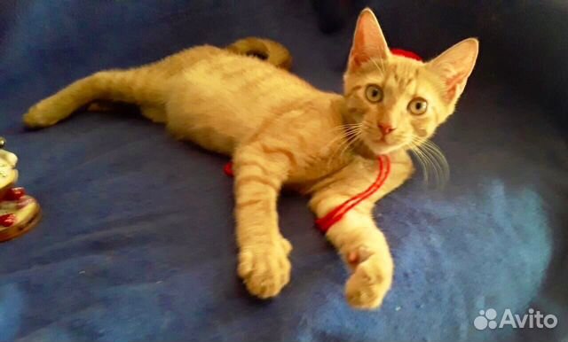 Котята Золотисто-Рыжая Карамель дар в добрые руки