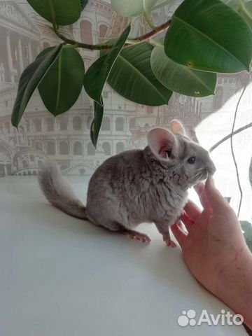 Шиншилла девочка 3месяца