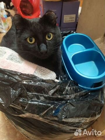 Черный кот