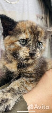 Кошечка 1 месяц