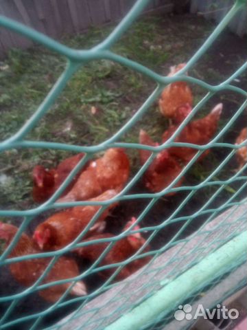 Куры несушки продам