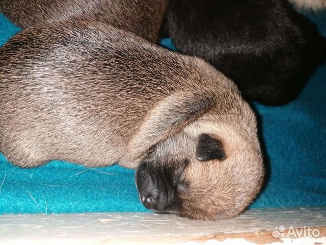 Той-терьер щенки