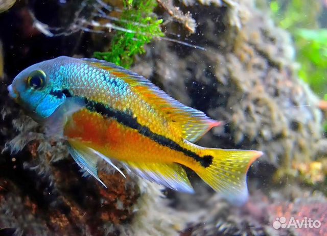 Цихлазома никарагуанская