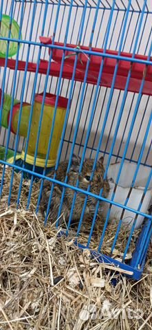 Белка дегу сегодня