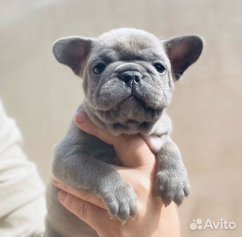 Французские бульдожки изабеллогенные