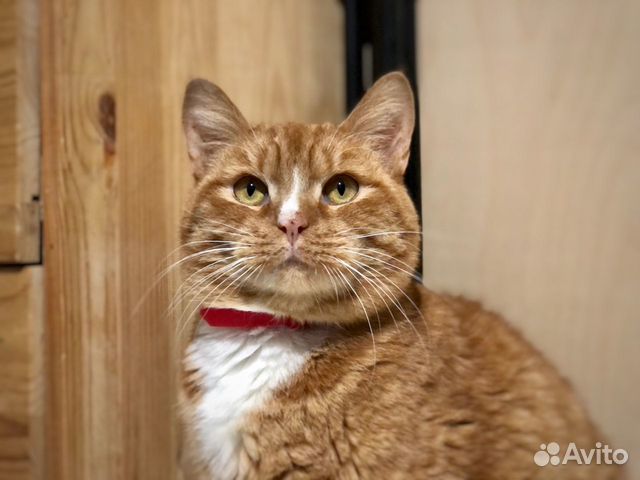 Рыжий кот