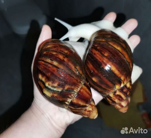 Улитки Архахатина Овум и Ахатина Родации