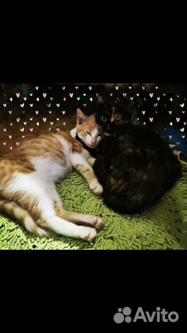 Котята (неразлучники) мальчик и девочка