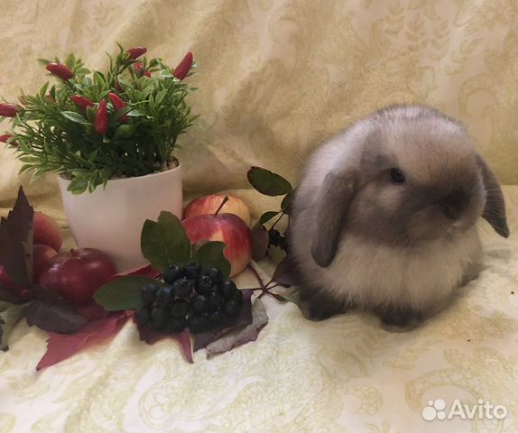 Сиамские вислоухие крольчата