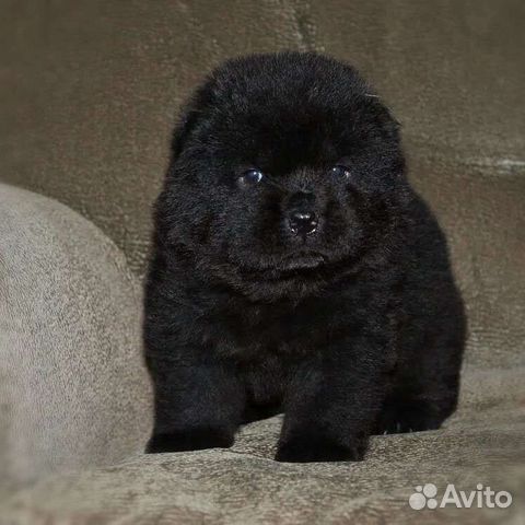 Продам щенка чау-чау