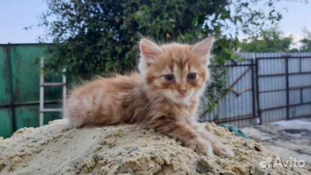 Рыжий Котенок Ищет Хозяев